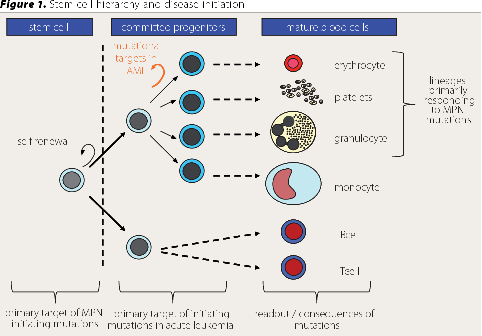 Pdf Stem Cell Involvement In Myeloproliferative Neoplasms Semantic