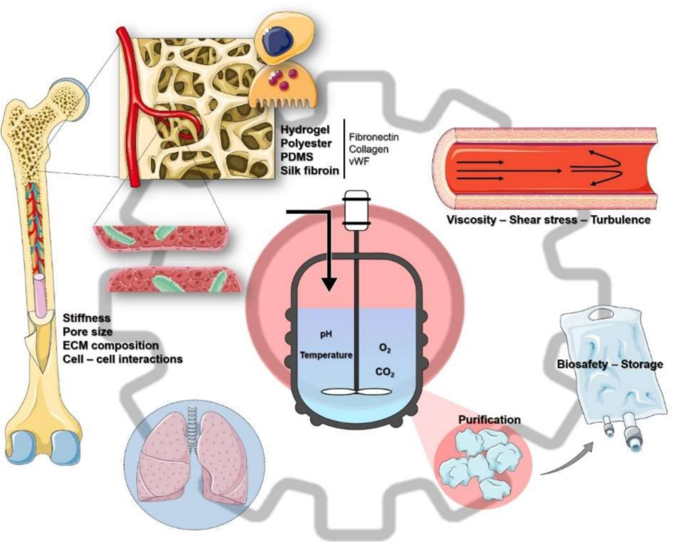 Figure 1 From On The Quest For In Vitro Platelet Production By Re