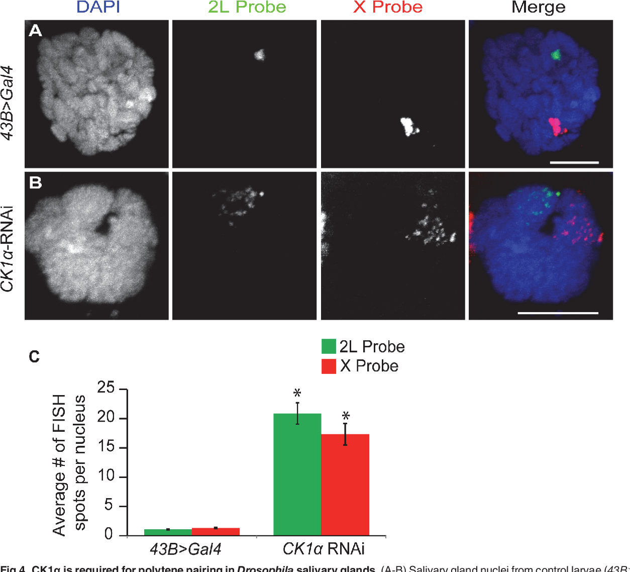 Figure 3 From Drosophila Casein Kinase I Alpha Regulates Homolog