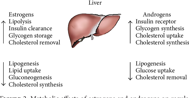 Figure 2 From Sex Hormones And Their Receptors Regulate Liver Energy