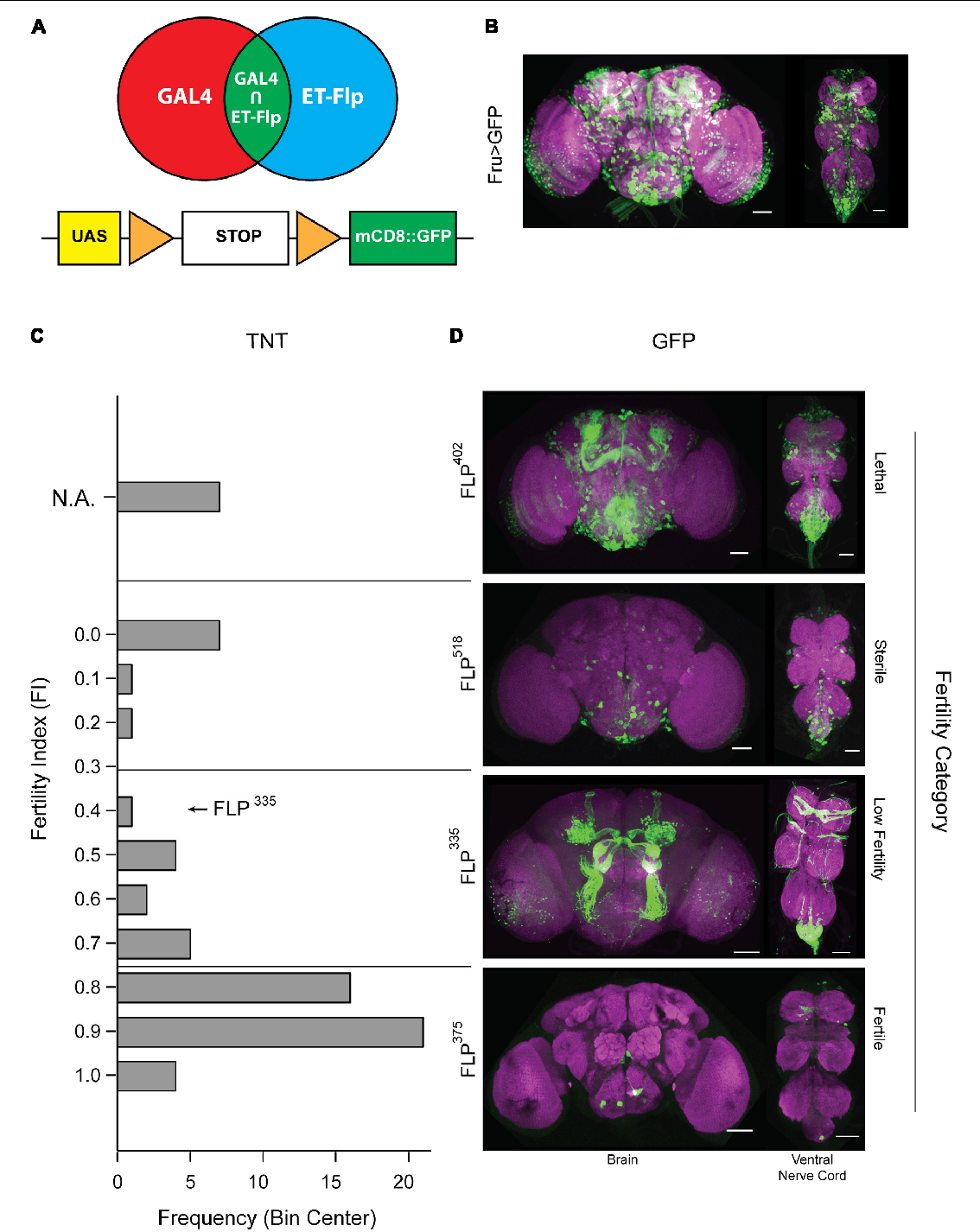 Figure 1 From Characterization Of The Sexually Dimorphic Fruitless