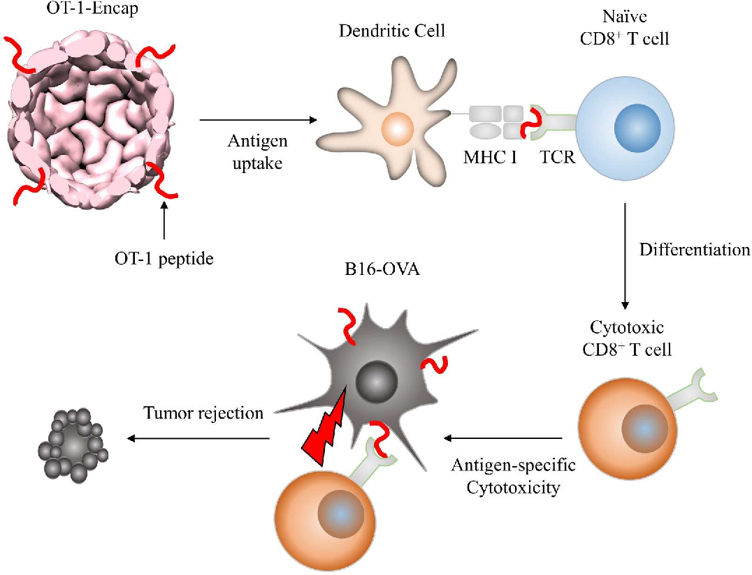 Effective Delivery Of Antigen Encapsulin Nanoparticle Fusions To