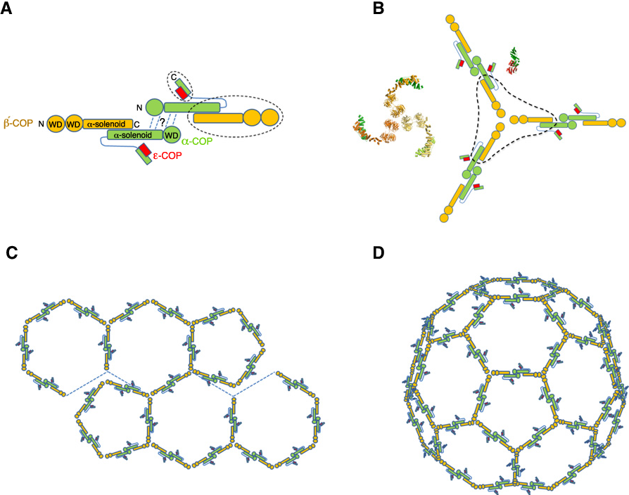 Figure 2 From Structure Of Coatomer Cage Proteins And The Relationship