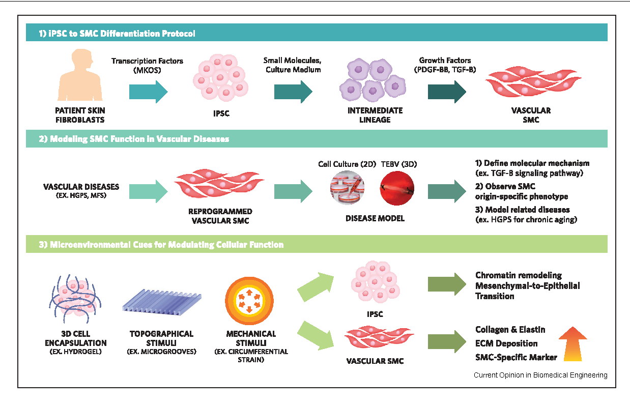 Pdf Application Of Induced Pluripotent Stem Cells To Model Smooth