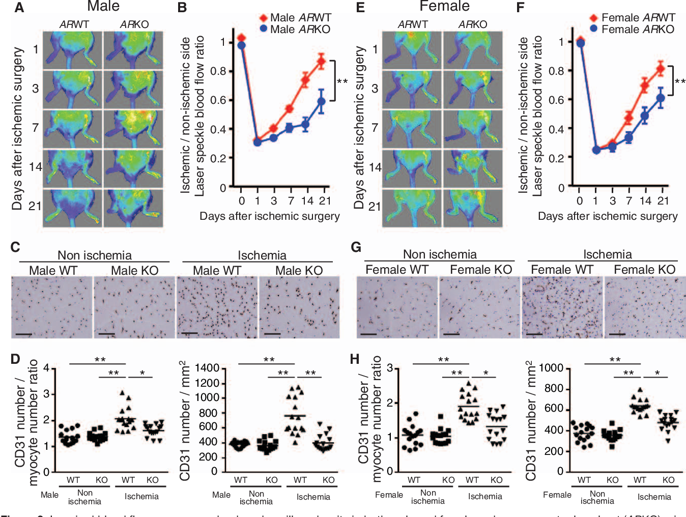 Required For Activation Of Vascular Endothelial Growth Factor Receptor