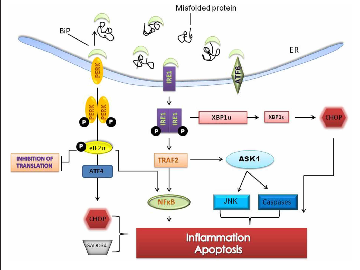 Figure 2 From The Endoplasmic Reticulum Stress Response In Aging And