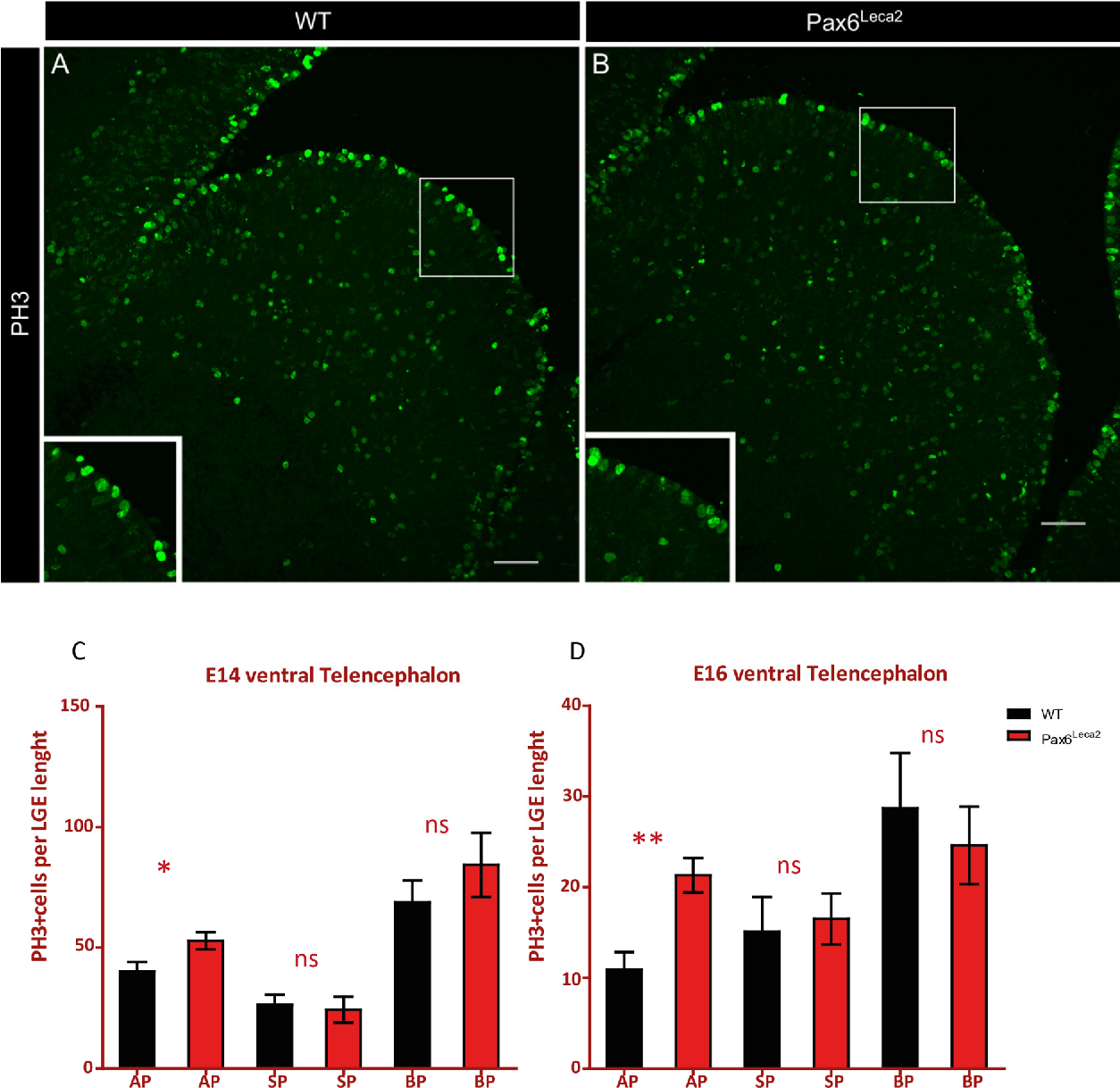 Figure 3 From Transcription Factor Pax6 Regulates Cell Cycle