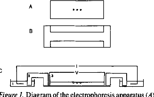 Figure 1 From Acetylcholine Receptors And Concanavalin A Binding Sites