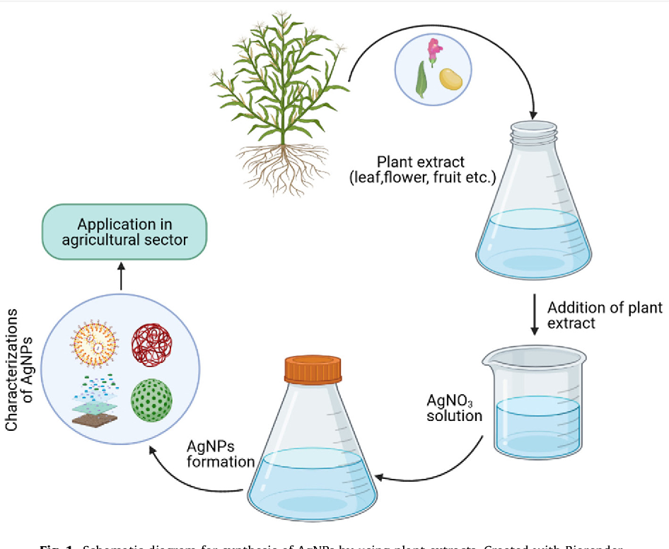 Plant Based Green Synthesis Of Silver Nanoparticles And Its Effective