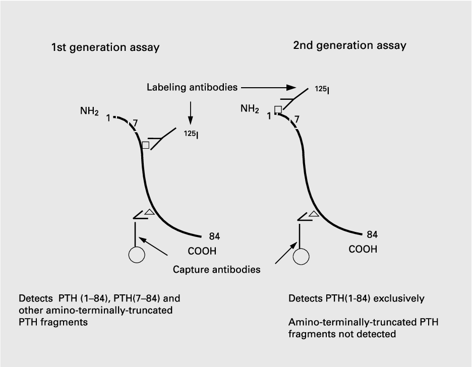 Figure 1 From Assays For Parathyroid Hormone And Their Use In Patients