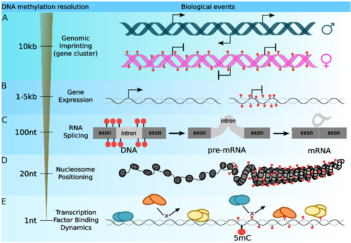 Figure 1 From Whole Genome Dna Methylation Beyond Genes Silencing