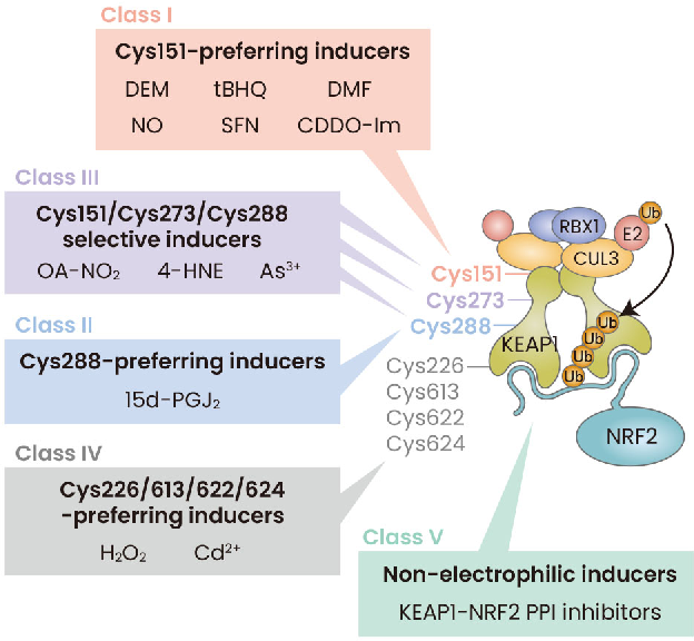 Pdf Molecular Basis Of The Keap1 Nrf2 Signaling Pathway Semantic