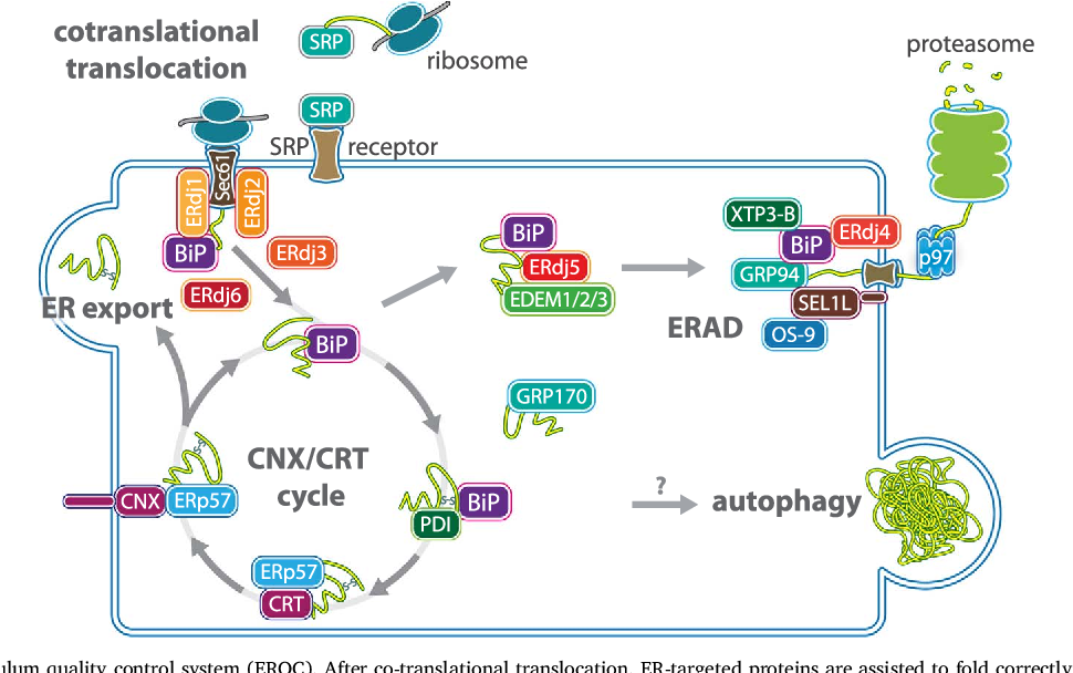 Figure 1 From The Endoplasmic Reticulum A Hub Of Protein Quality