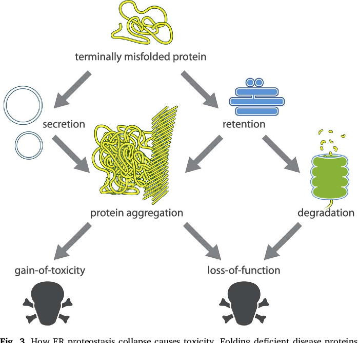 Figure 3 From The Endoplasmic Reticulum A Hub Of Protein Quality