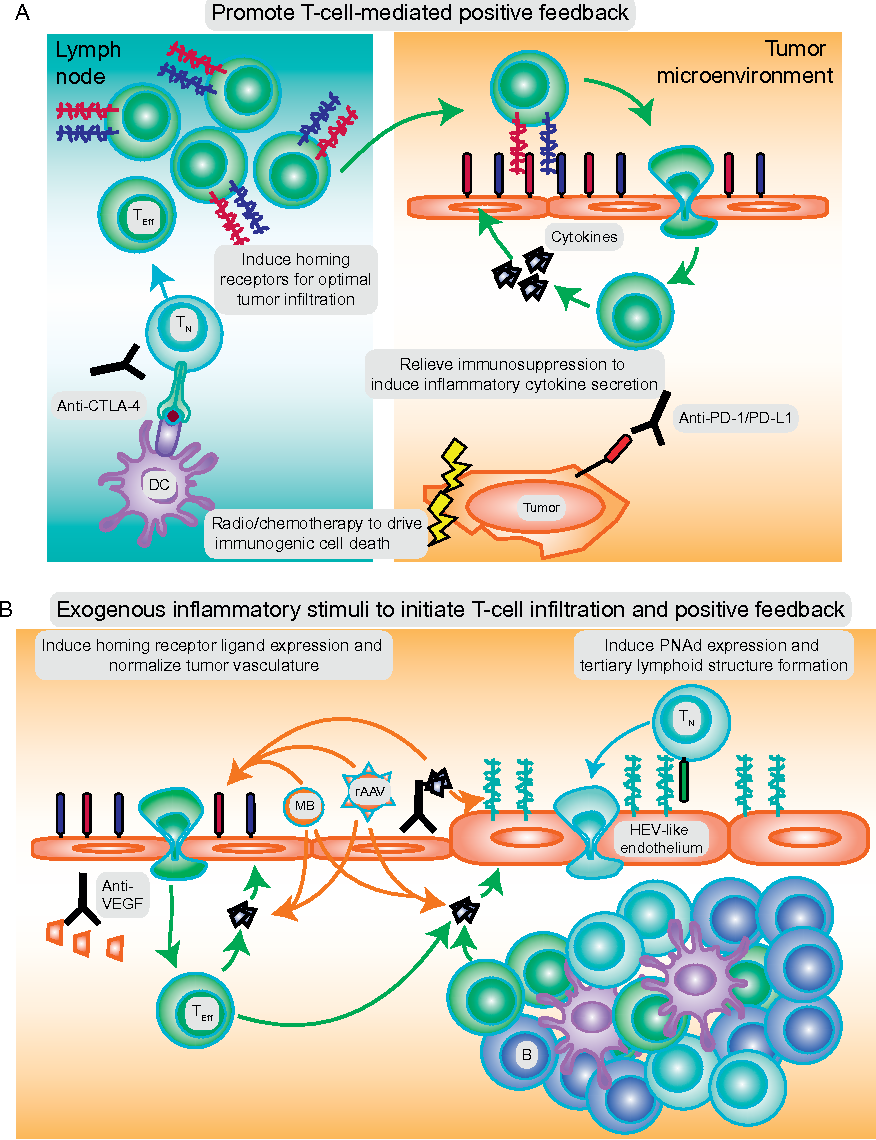 Figure 2 From Control Of Cd8 T Cell Infiltration Into Tumors By