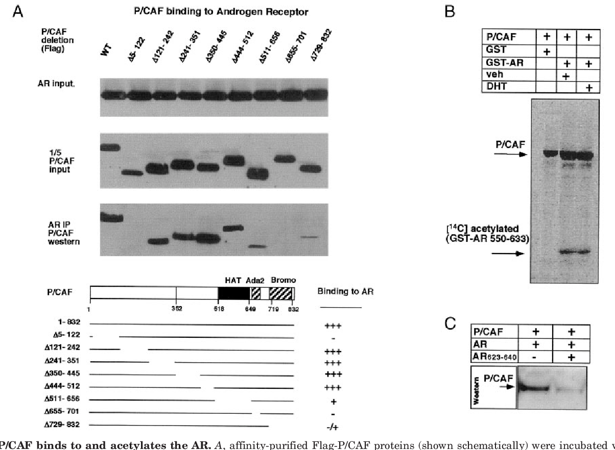 Figure 1 From P300 And P300camp Response Element Binding Protein