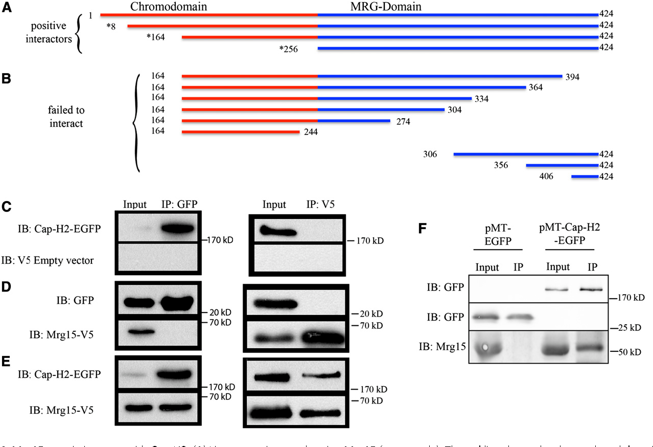 Figure 1 From Maintenance Of Interphase Chromosome Compaction And