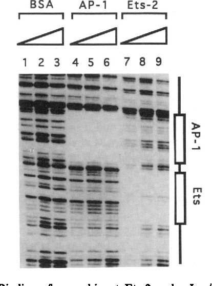 Figure 2 From Oncogene Activation Of Human Keratin 18 Transcription Via