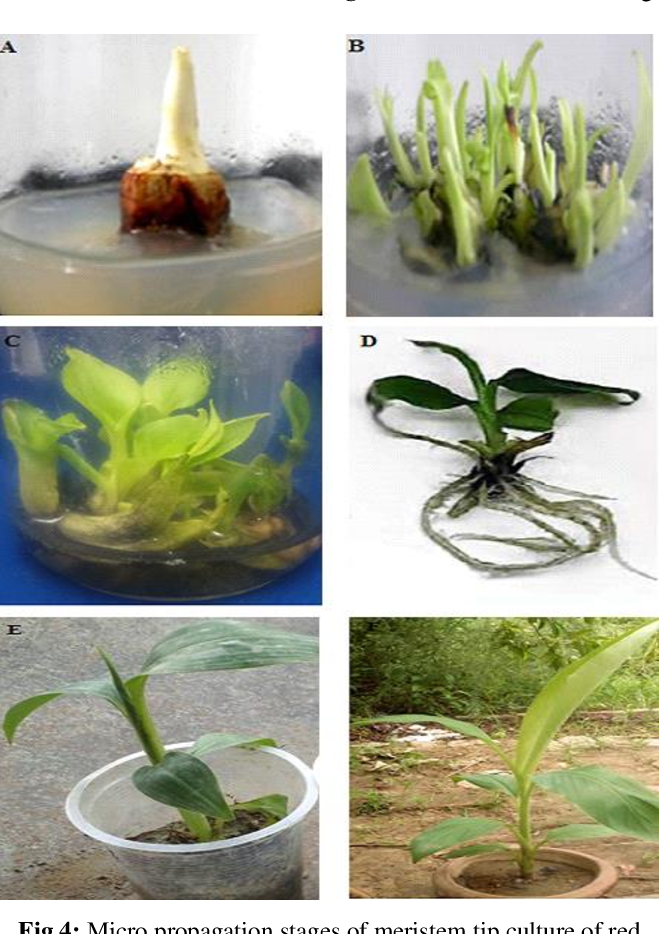 Table 2 From Optimizing The Effect Of Plant Growth Regulators On In