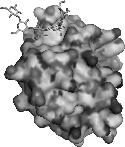 Figure 1 From Molecular Interactions Of β 1→3 Glucans With Their