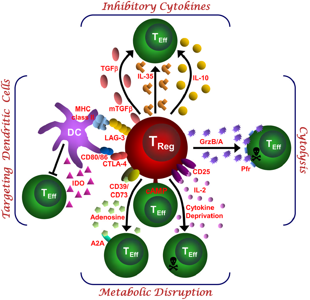 Pdf How Regulatory T Cells Work Semantic Scholar