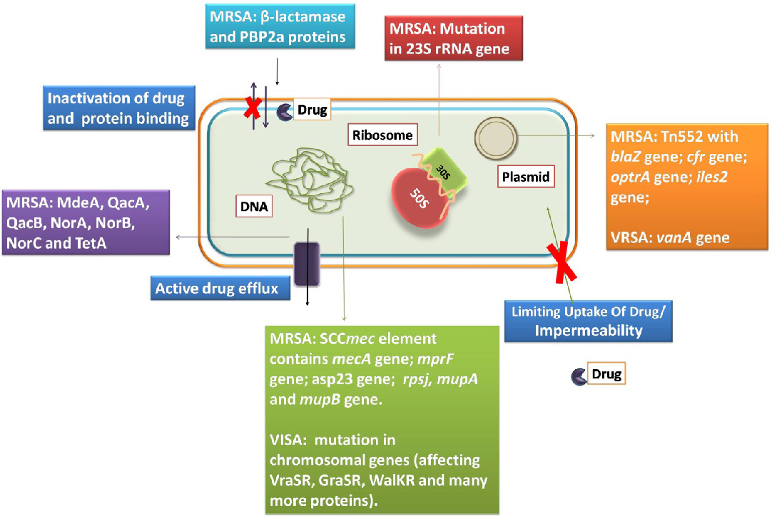 Pdf Antimicrobial Peptides An Alternative Candidates To Antibiotics