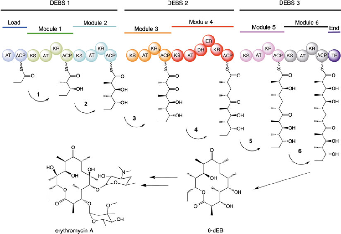 Figure 1 From Chapter 2 The Assembly Line Enzymology Of Polyketide