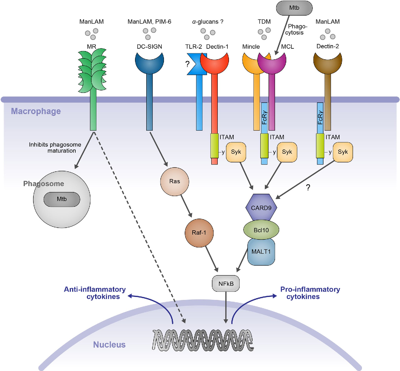 C Type Lectin Receptors In Tuberculosis What We Know Semantic Scholar