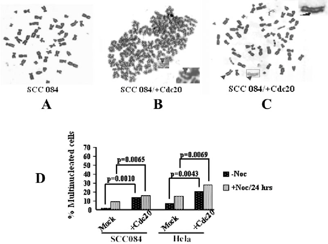 Figure 1 From Overexpression Of Cdc20 Leads To Impairment Of The