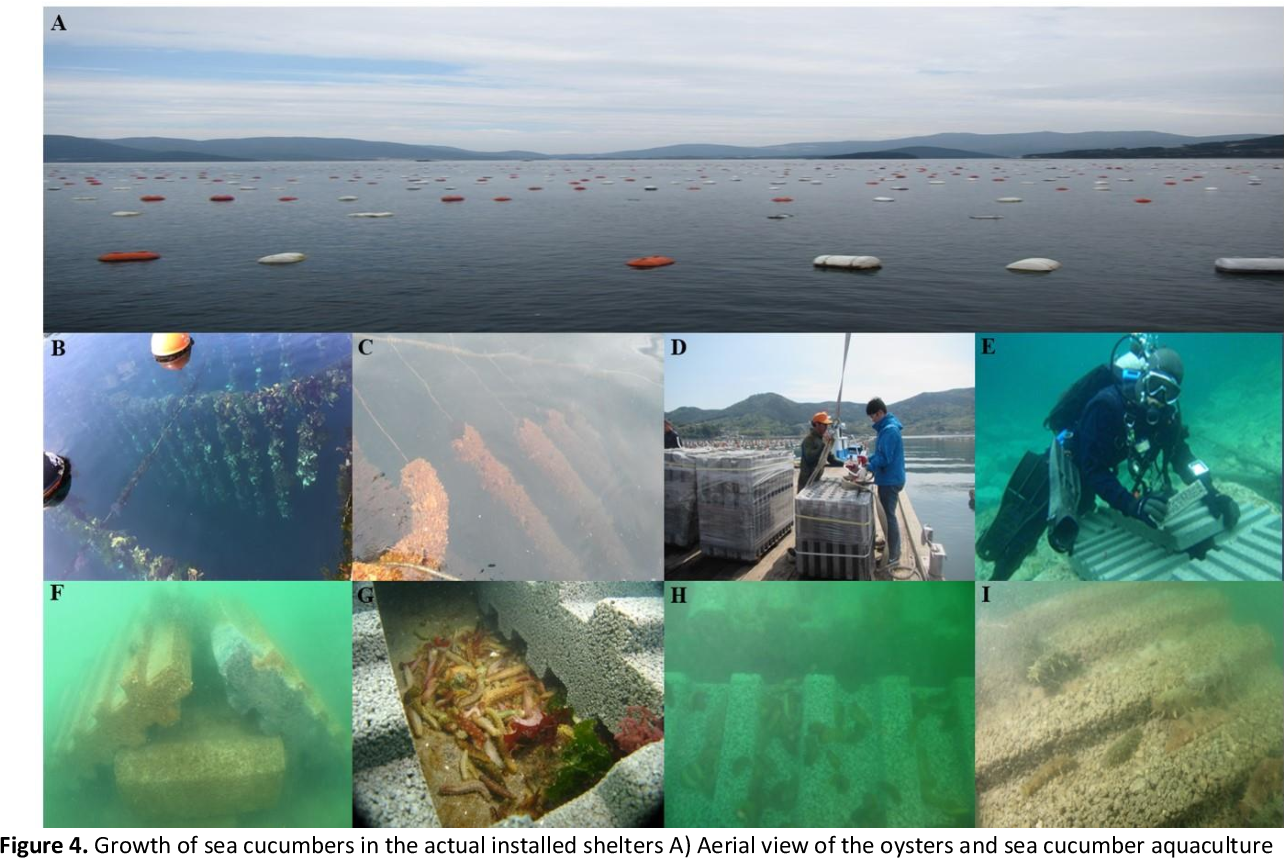 Figure 4 From A Study On Polyculture Of Oyster Crassostrea Gigas Sea