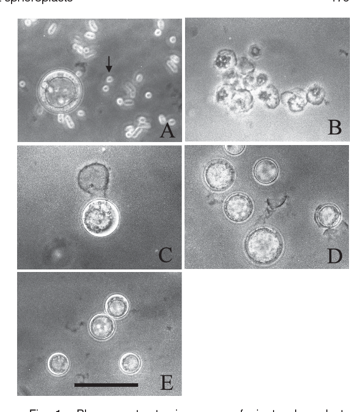 Figure 1 From A Simple Method For Culture And Stable Maintenance Of