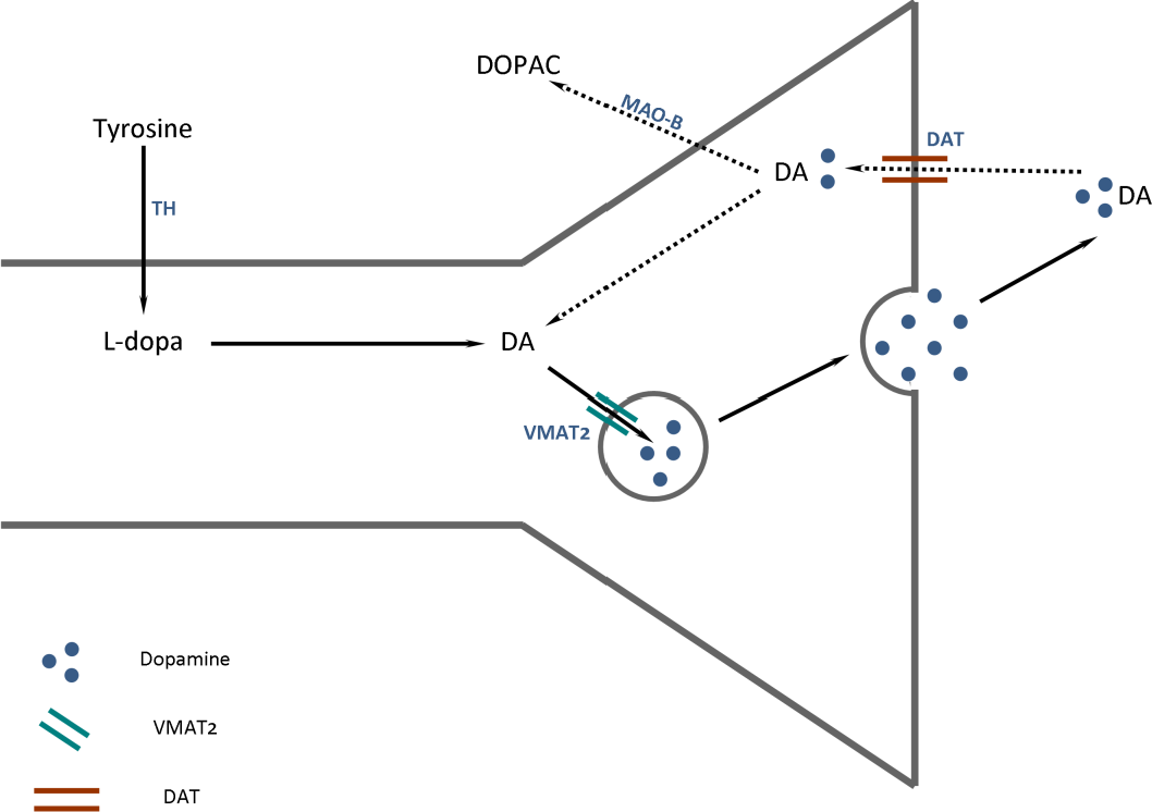 Figure 2 From Sex Differences In Dopamine Reuptake Pathways Of The