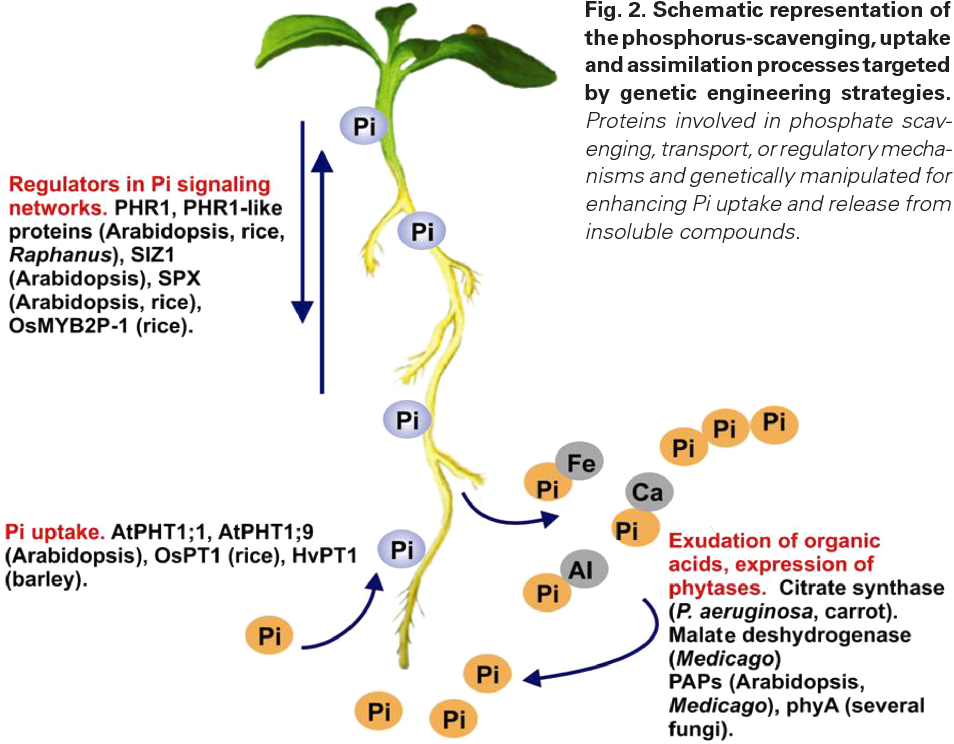 Figure 2 From Biotechnology Of Nutrient Uptake And Assimilation In