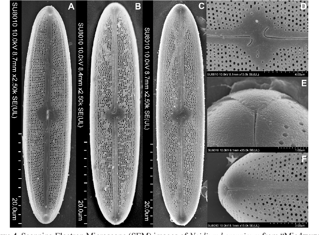 Figure 2 From 64 The New Localities Of Rare Species Neidium Hercynicum