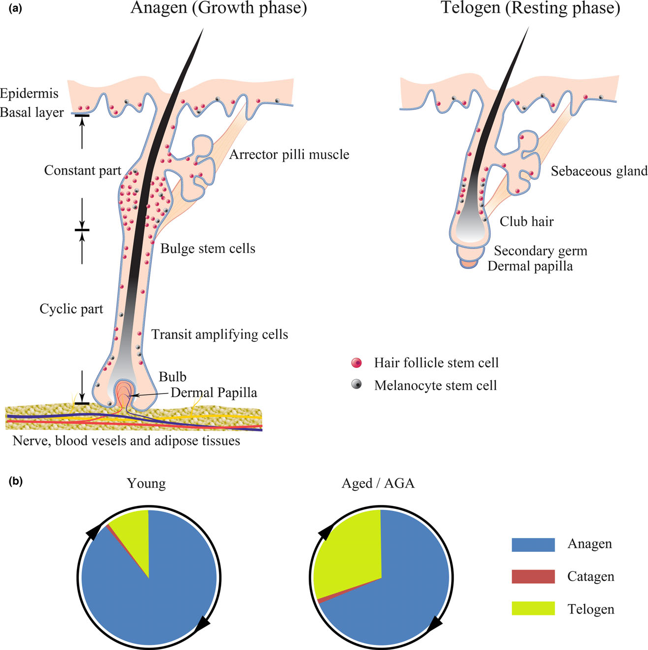 Aging In Hair Follicle Stem Cells And Niche Microenvironment Semantic