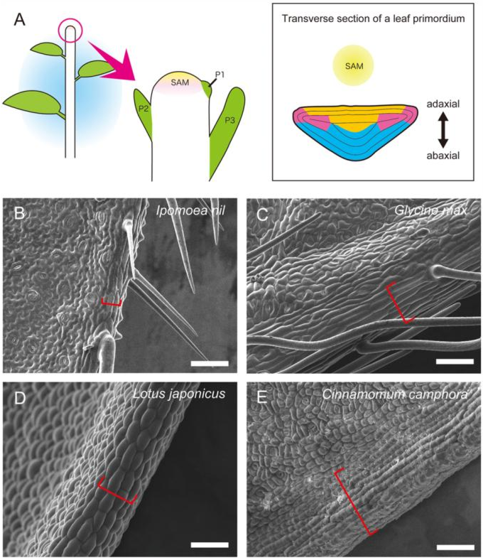 Figure 1 From The Leaf Adaxial Abaxial Boundary And Lamina Growth