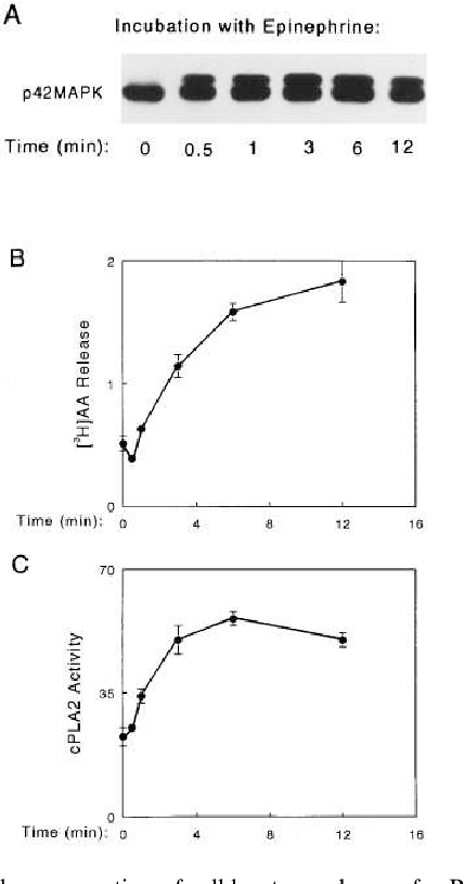 Figure 1 From Protein Kinase C Dependent Activation Of Cytosolic