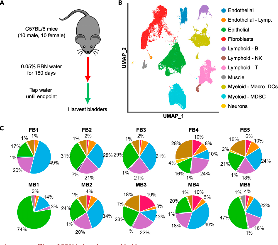 Figure 2 From Single Cell Profiling Of Murine Bladder Cancer Identifies