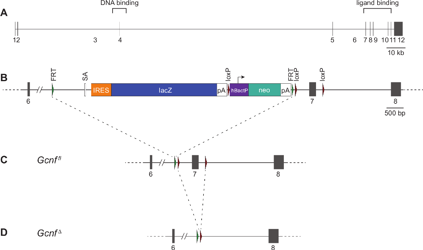 Figure 2 From The Ligand Binding Domain Of Gcnf Is Not Required For