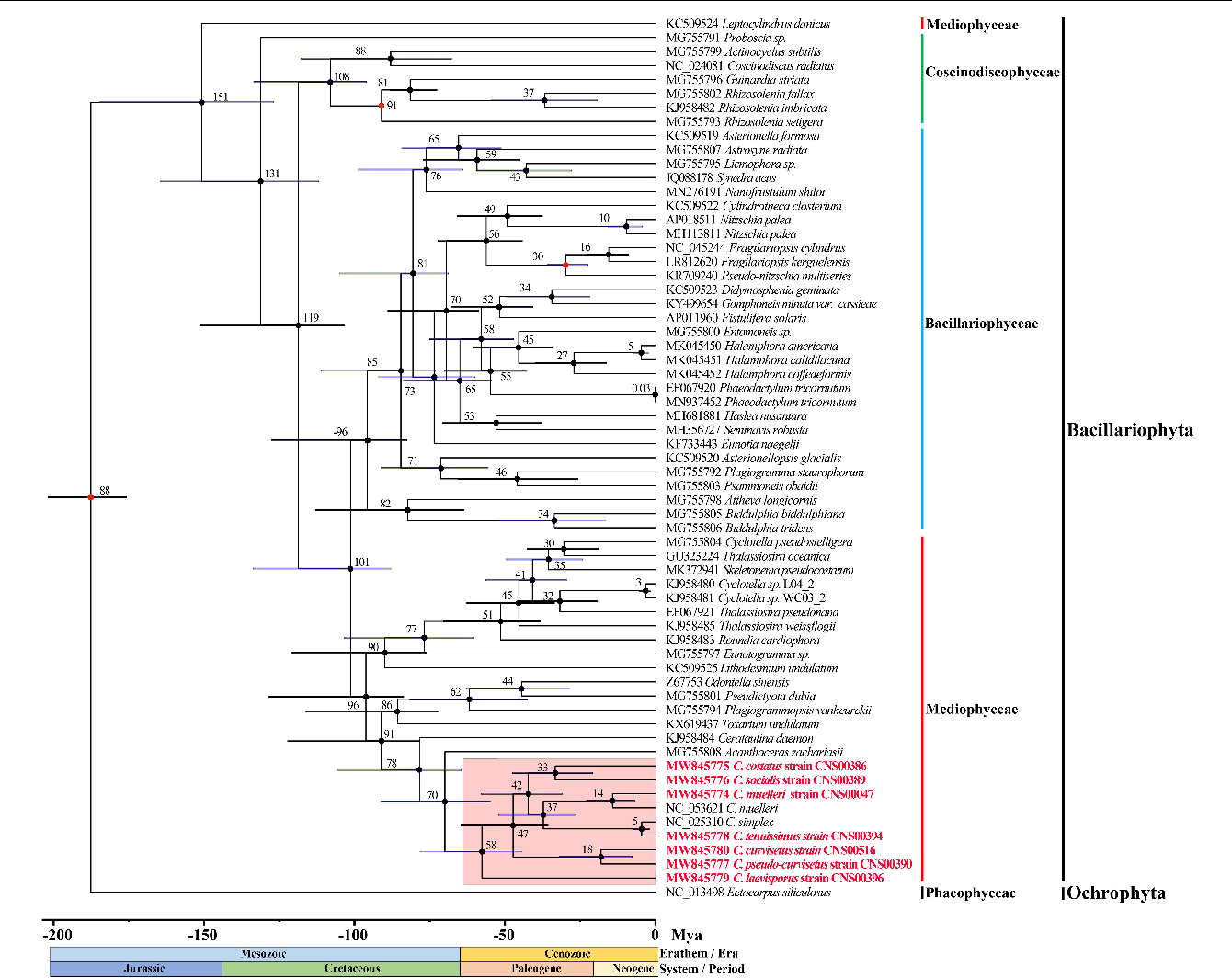 Comparative Analysis Of Chloroplast Genomes Of Seven Chaetoceros