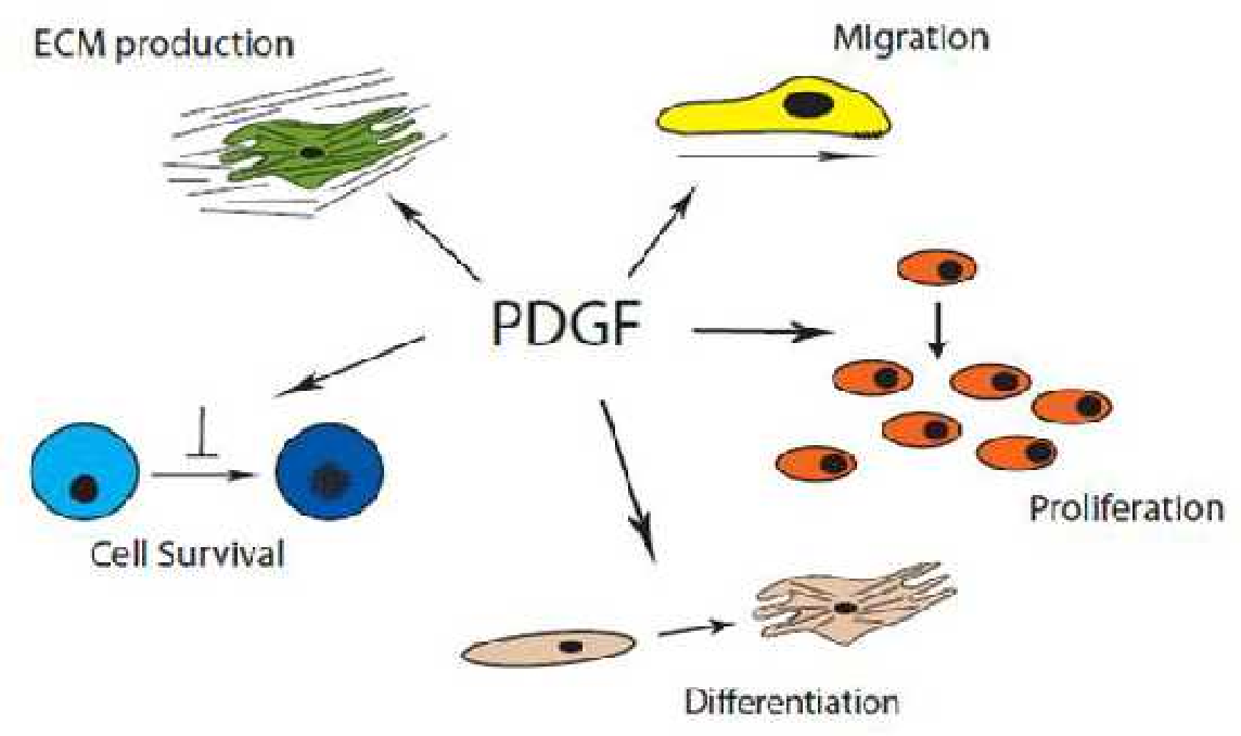 Pdf Platelet Derived Growth Factor Signaling In Mesenchymal Cells