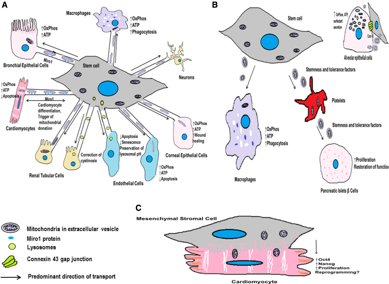 Intercellular Communication Process Semantic Scholar