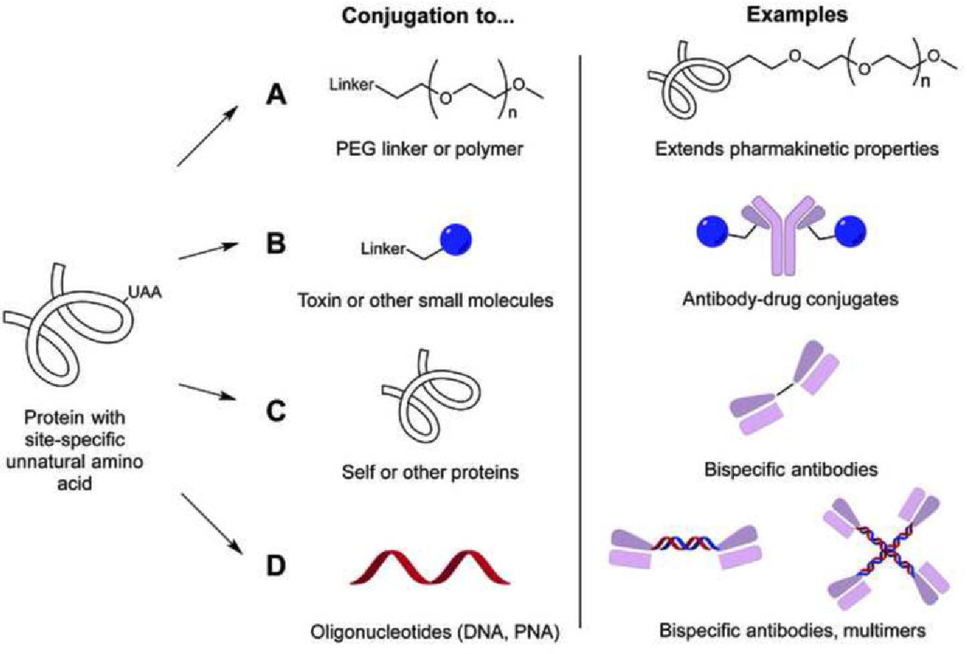 Figure 1 From Protein Conjugation With Genetically Encoded Unnatural