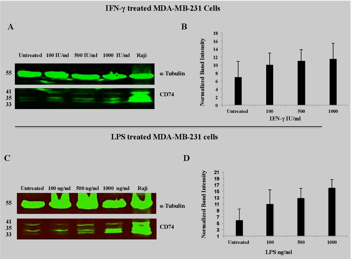 Pdf The Role Of Immunological Receptors Cd74 And Cd44 In Association