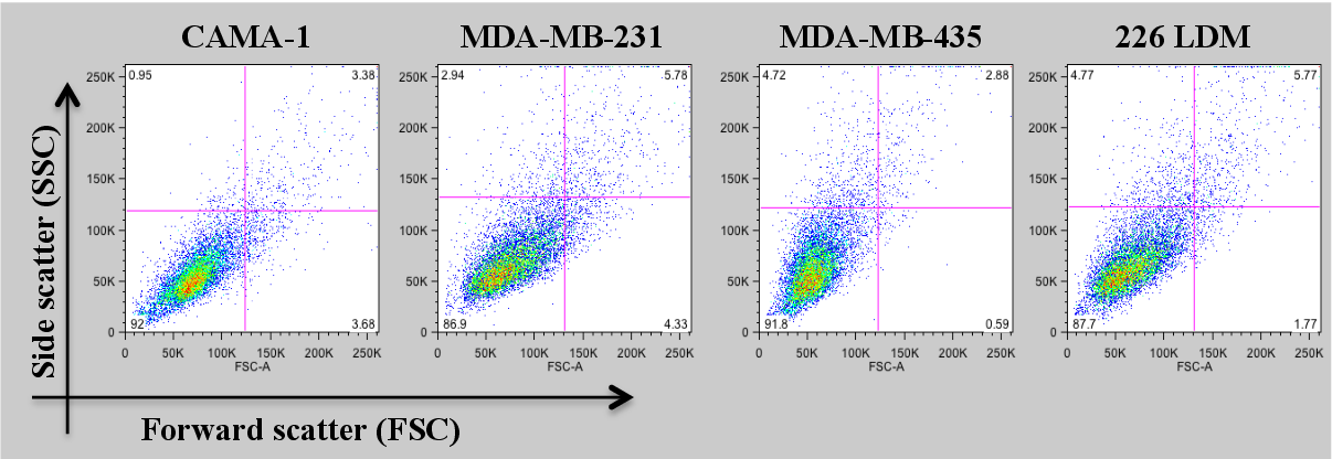 Pdf The Role Of Immunological Receptors Cd74 And Cd44 In Association