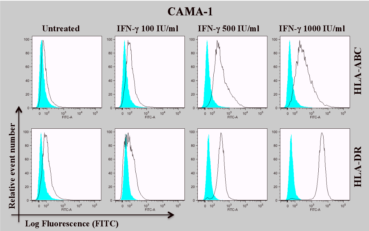 Pdf The Role Of Immunological Receptors Cd74 And Cd44 In Association