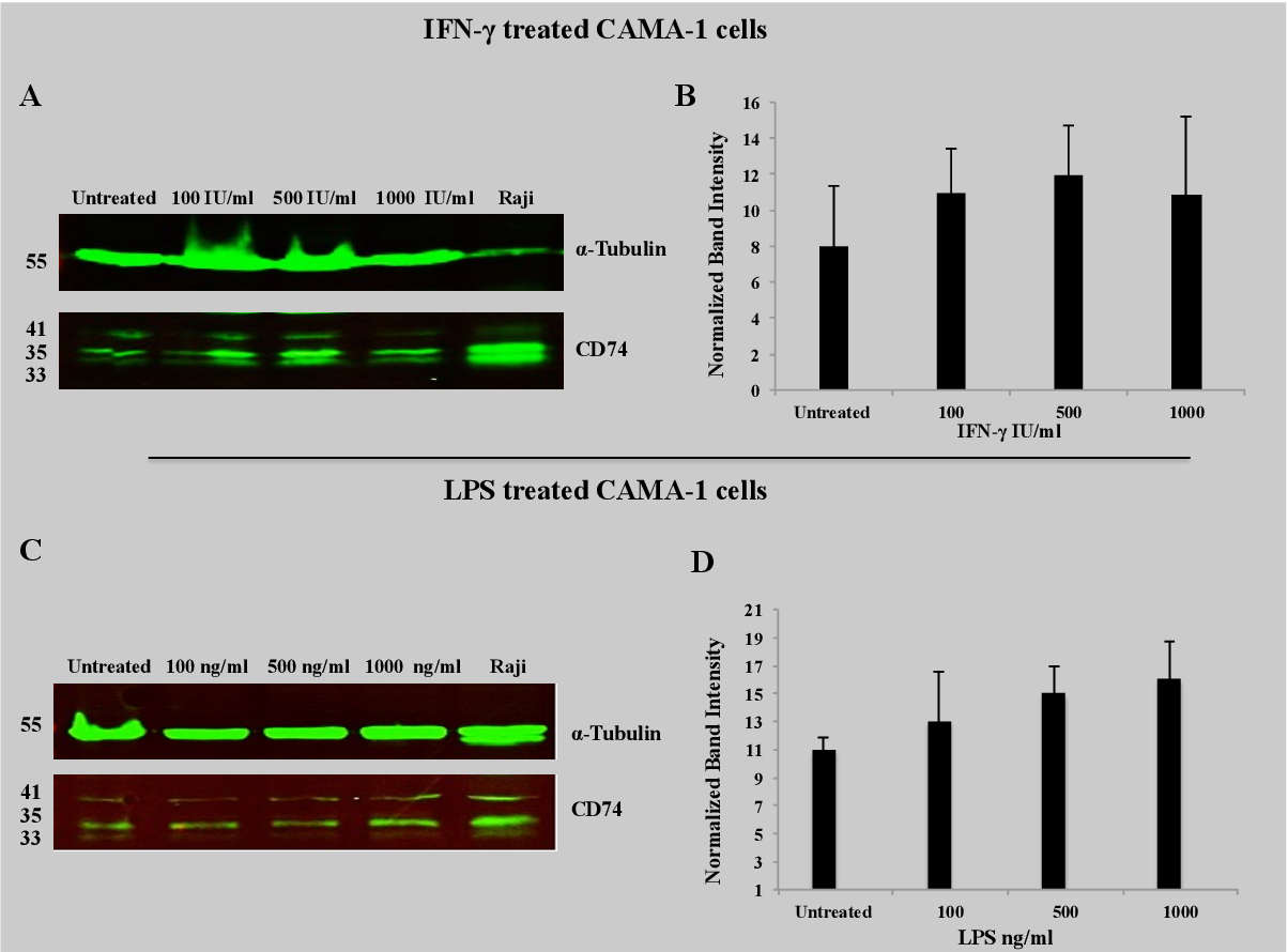 Pdf The Role Of Immunological Receptors Cd74 And Cd44 In Association