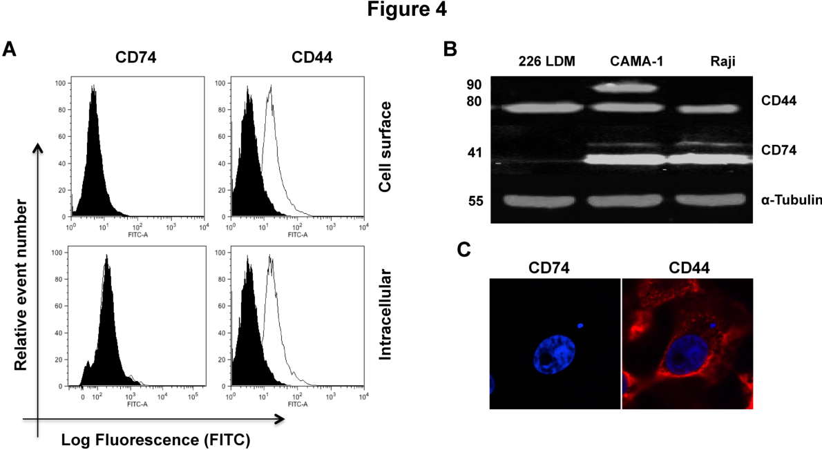 Pdf The Role Of Immunological Receptors Cd74 And Cd44 In Association