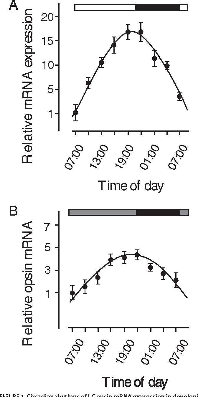 Figure 1 From Clock Is Required For Maintaining The Circadian Rhythms