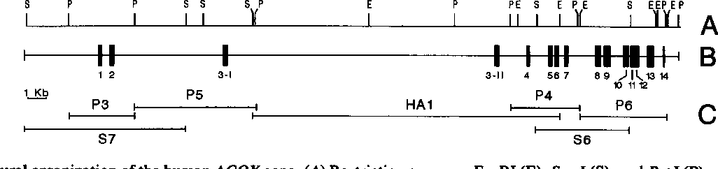 Figure 1 From Isolation Of The Human Peroxisomal Acyl Coa Oxidase Gene